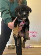 Dog for adoption - Poppy, a Shepherd Mix in Denver, CO | Petfinder