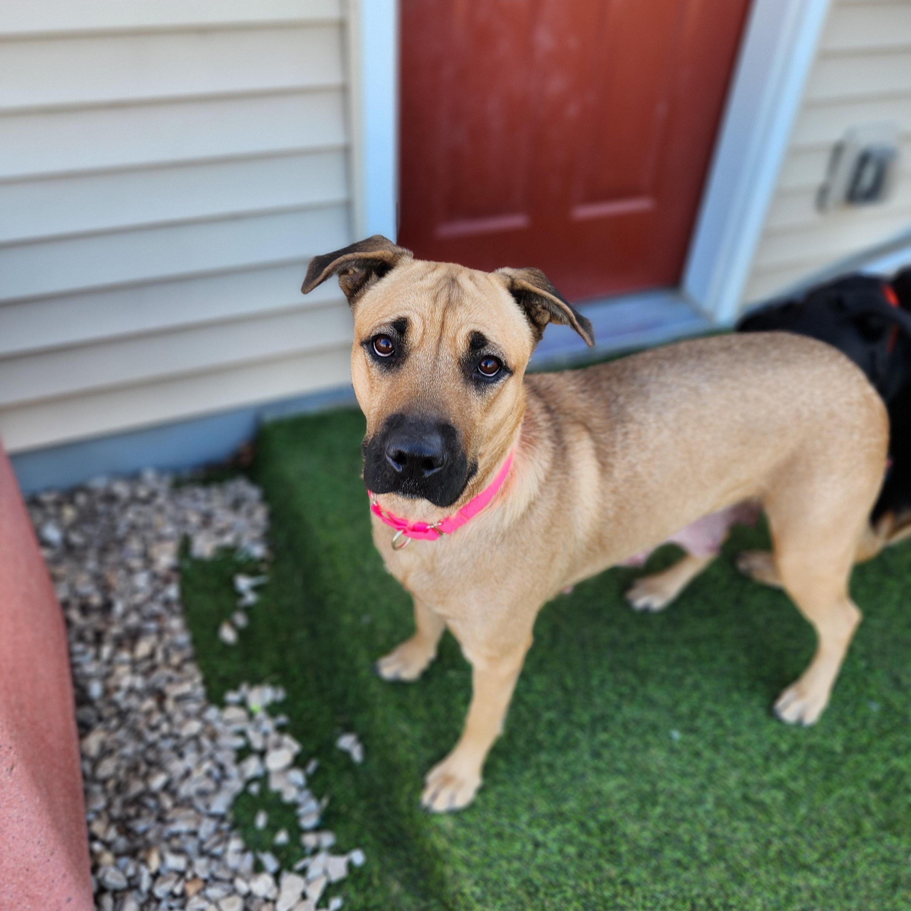 Dog for adoption - Shadow, a Black Mouth Cur Mix in Waupun, WI | Petfinder