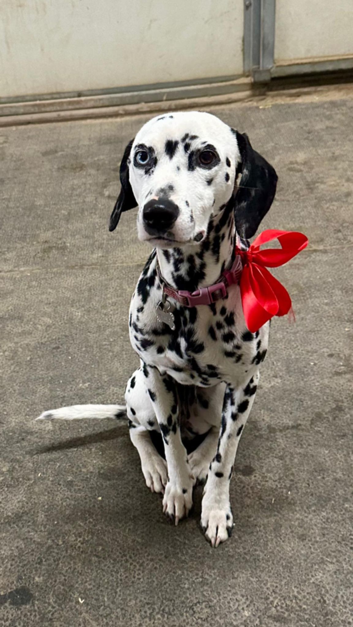 Dog for adoption - Sky II-Malibu, CA, a Dalmatian in San Diego, CA ...