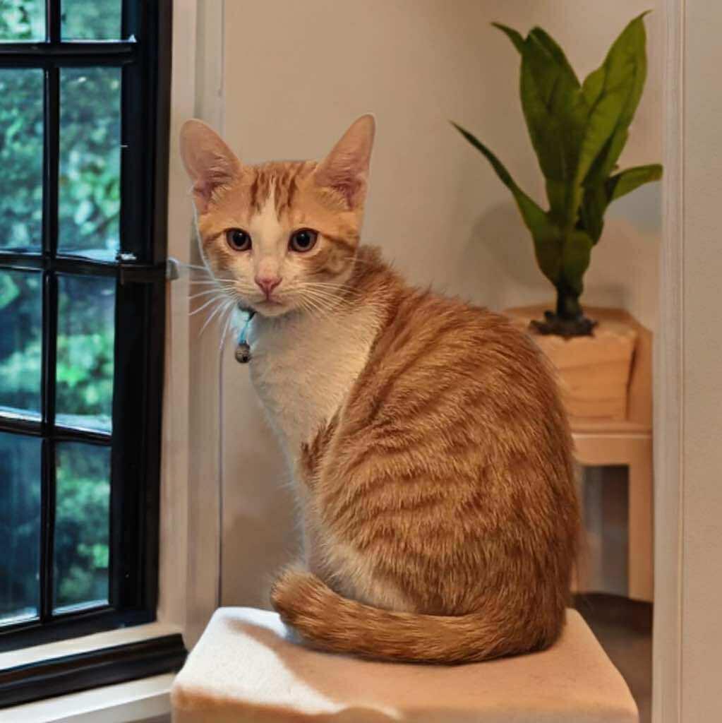 Cat for adoption - Jerry, a Domestic Short Hair Mix in Rochester, NY ...