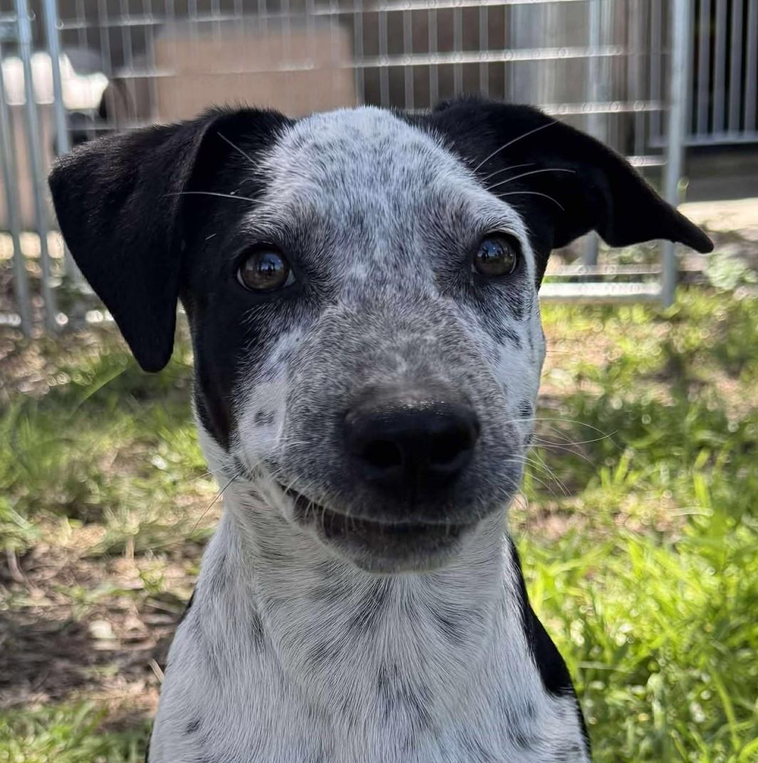 Dog for adoption - Ace, an Australian Cattle Dog / Blue Heeler ...