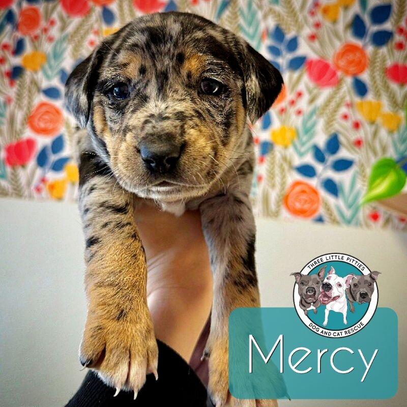 Dog for adoption - Mercy Chelsea, a Labrador Retriever & Australian ...