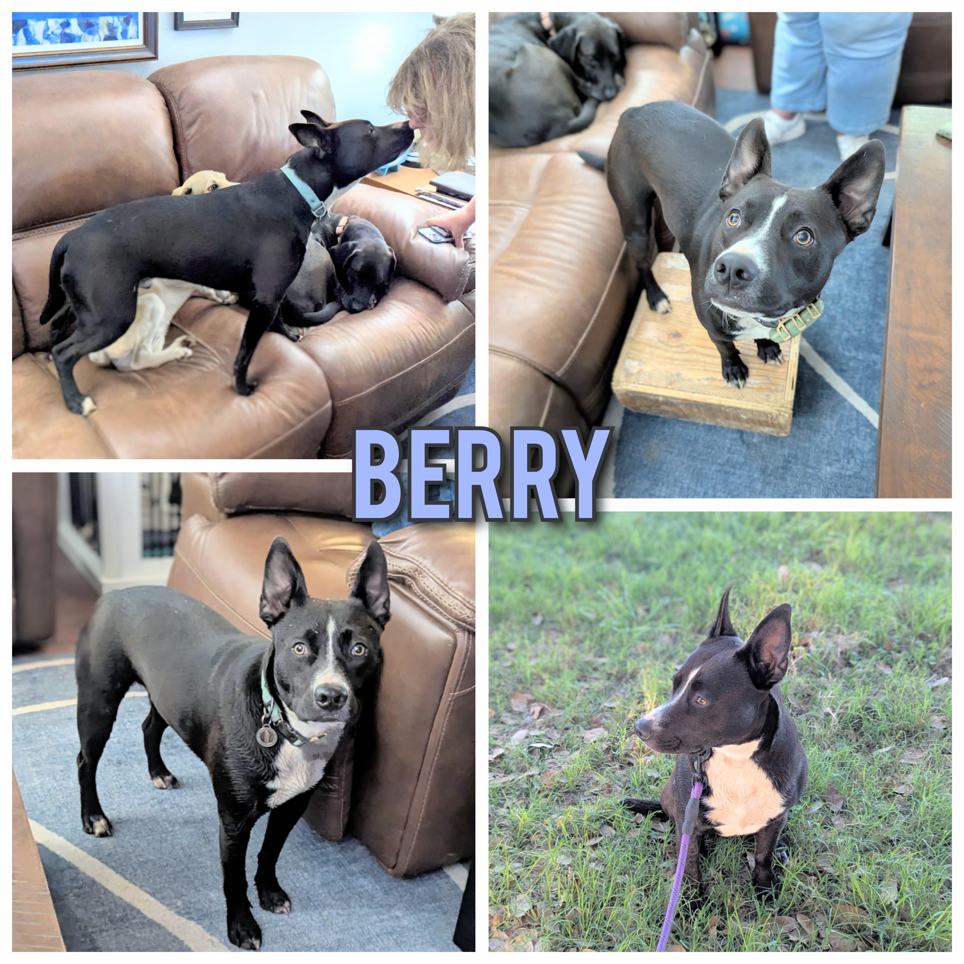 Dog for adoption - Berry, an Australian Kelpie & Black Labrador ...