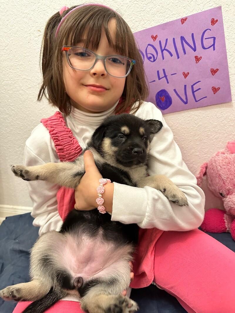 Dog for adoption - Anne Bronte Literature, a German Shepherd Dog ...