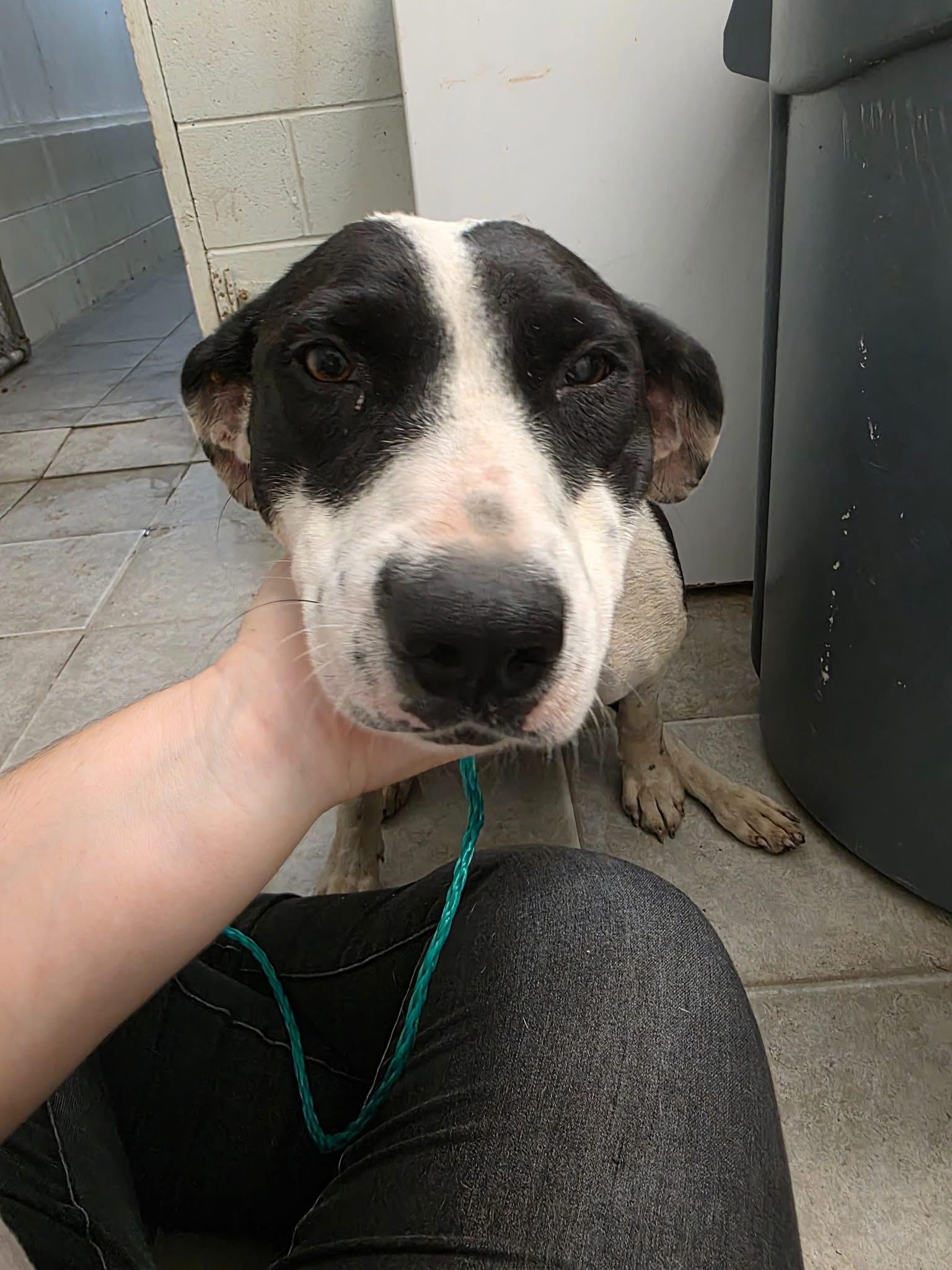 Dog for adoption - Bria – The Sweetheart You’ve Been Waiting For!, a ...