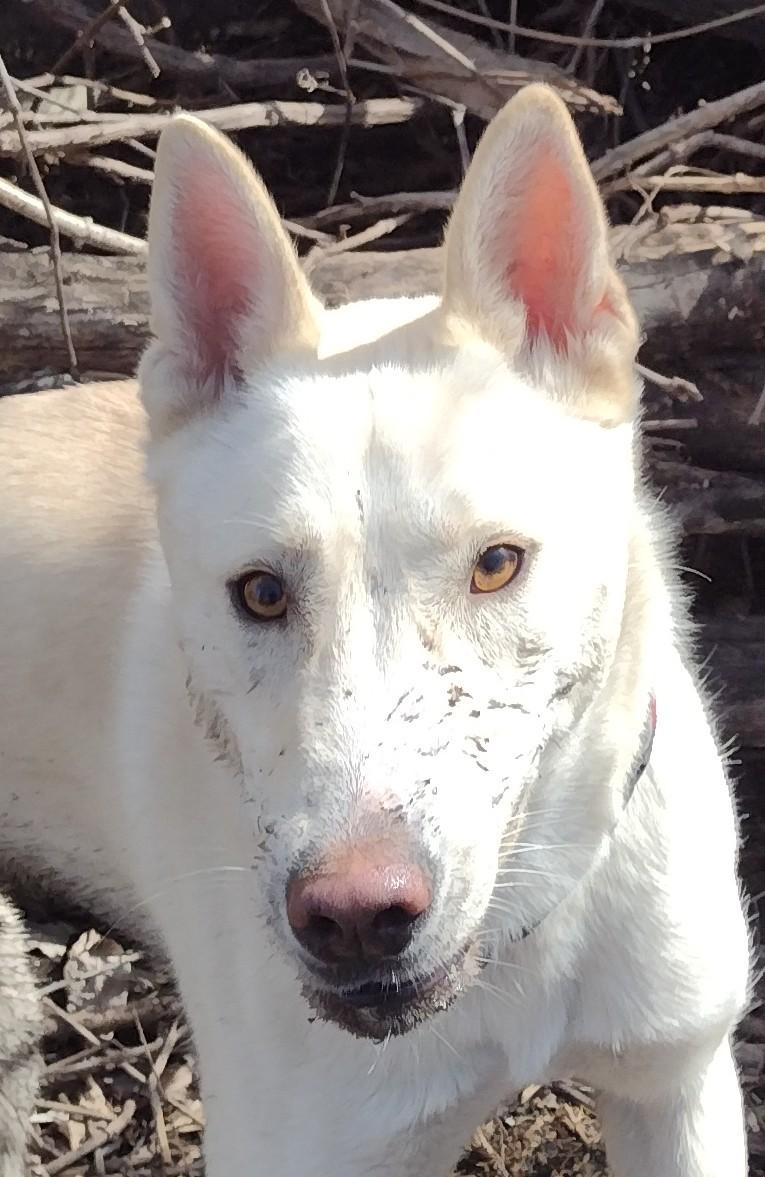 Dog for adoption - Dobby-I24074, a White German Shepherd in Anoka, MN ...