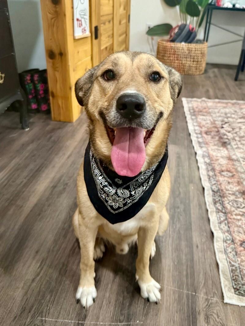 Dog for adoption - Ramen Noodle Curly tailed cutie!, a Labrador ...