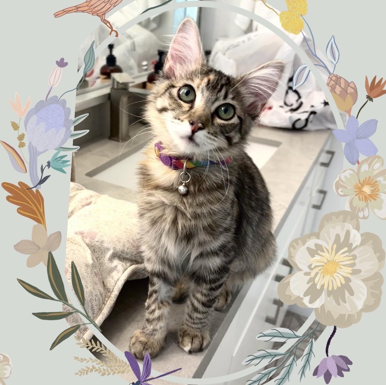 Cat for adoption - Tally, a Domestic Medium Hair in Orange, CA | Petfinder