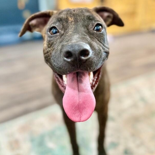 Dog for adoption - Travis lake curly tailed cutie, a Pit Bull Terrier ...