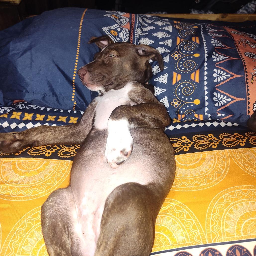 Dog for adoption - Dixie, a Chocolate Labrador Retriever & Shepherd Mix ...