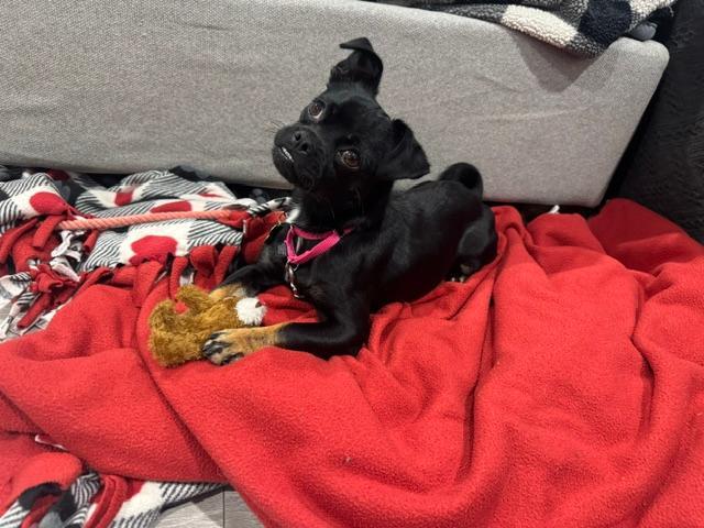 Delores - Adoptable Pet | Petfinder | Petfinder
