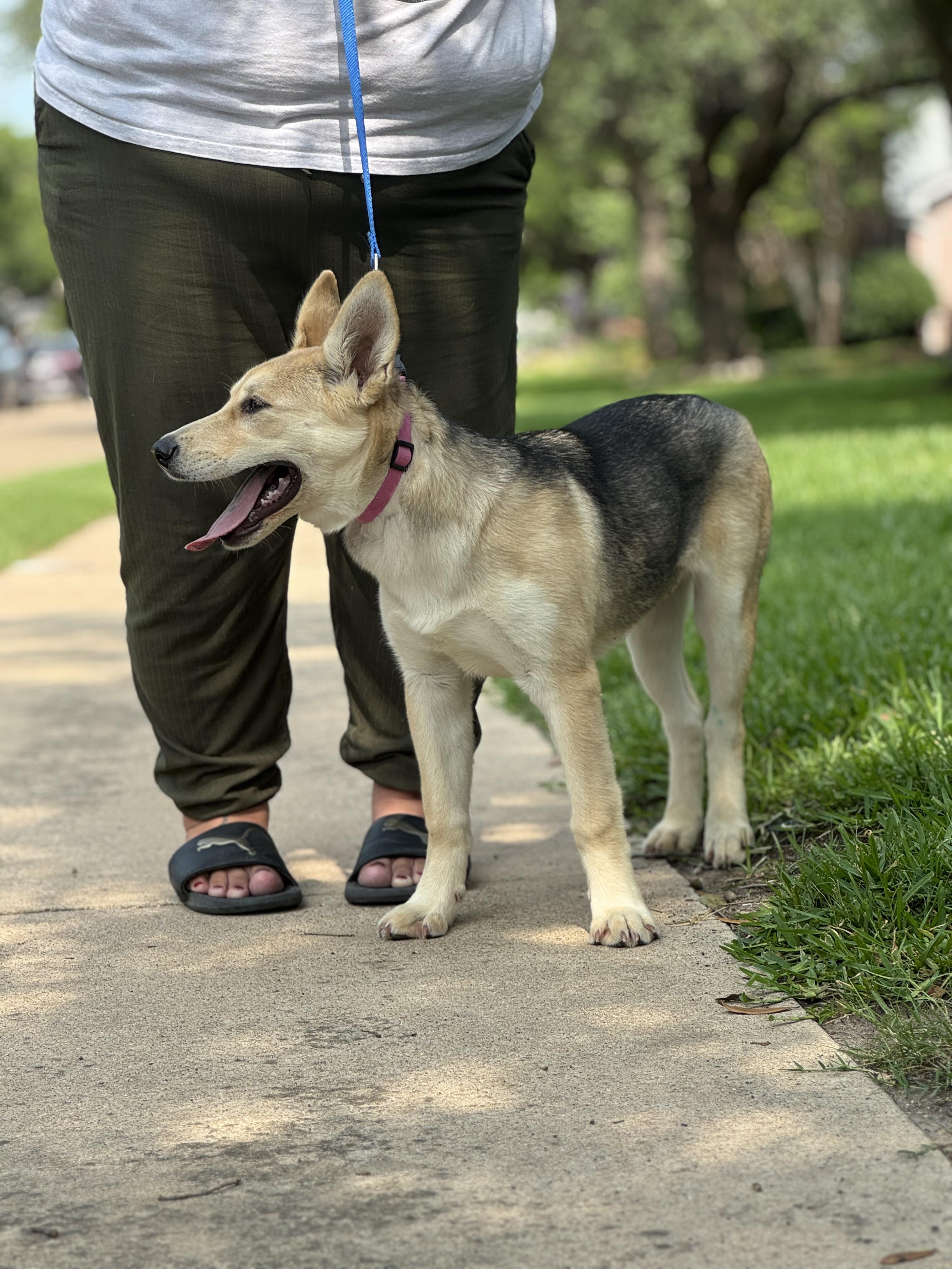 Dog for adoption - Tina, a German Shepherd Dog in Spokane, WA | Petfinder