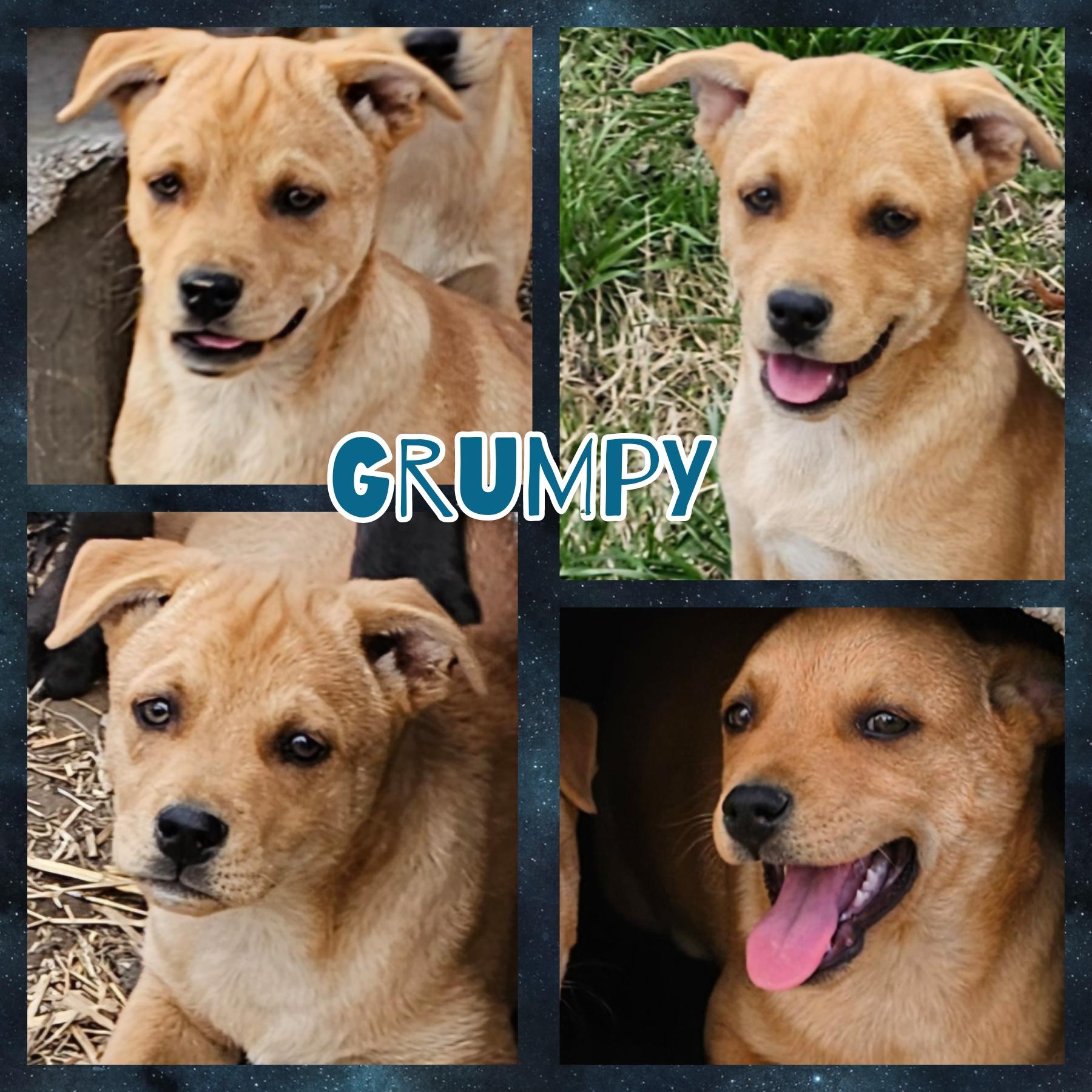 Dog for adoption - Grumpy, a Labrador Retriever & Shepherd Mix in ...