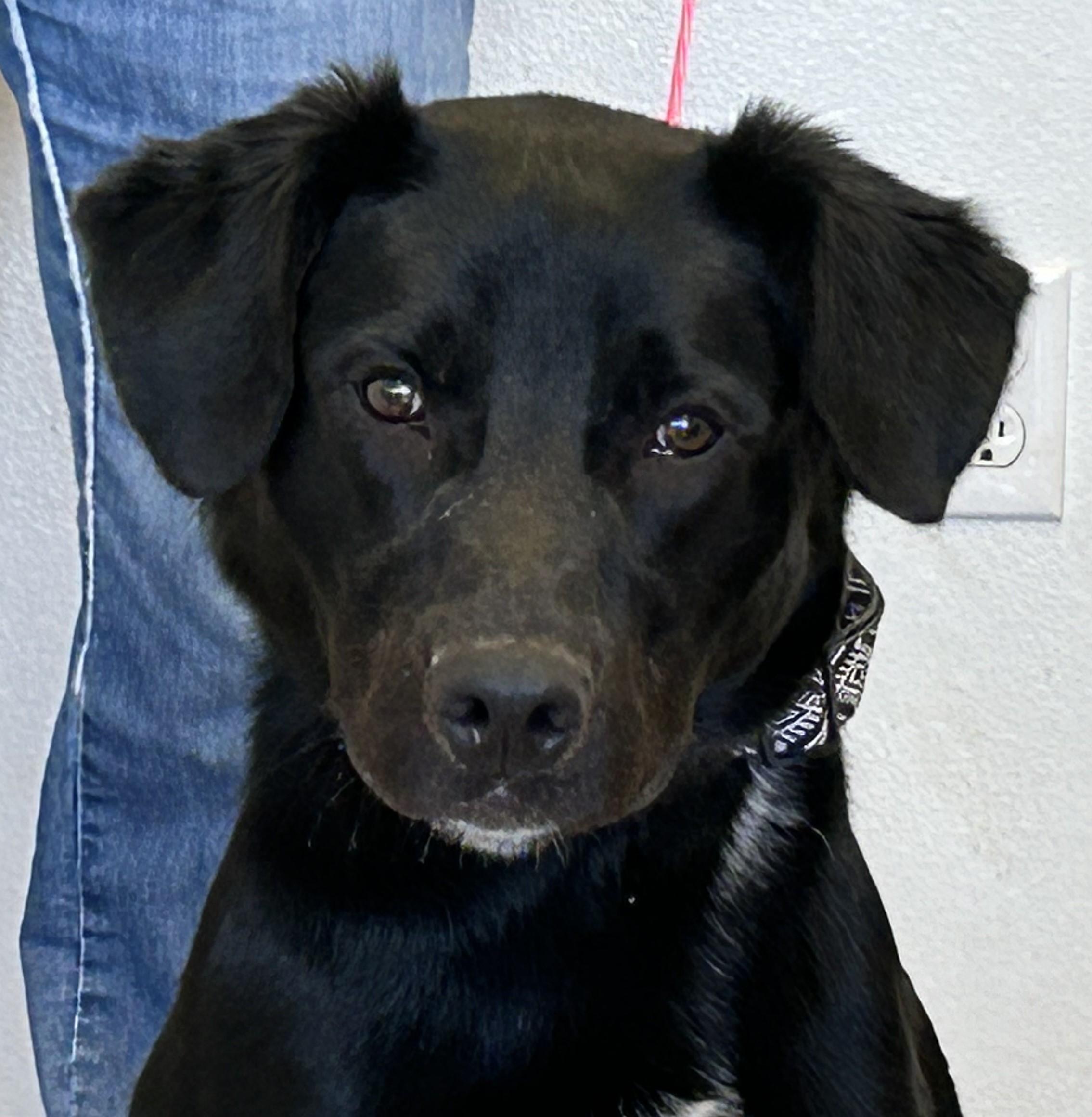 Dog for adoption - Pullie, a Labrador Retriever & Border Collie Mix in ...
