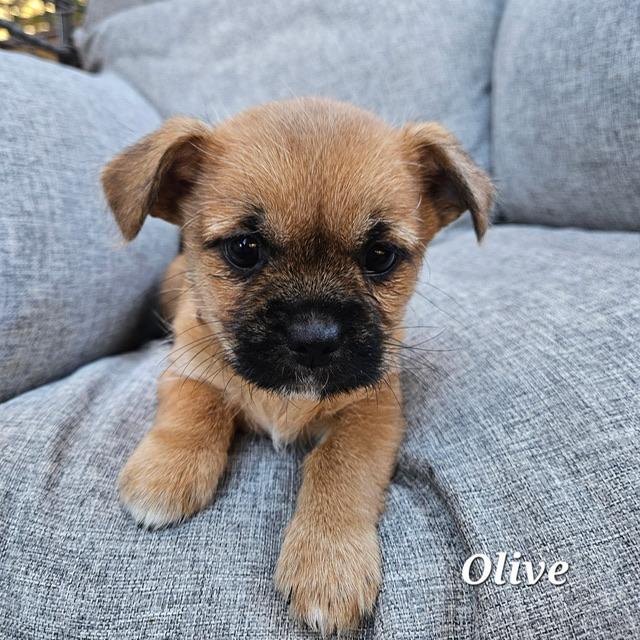 Olive - Adoptable Pet | Petfinder | Petfinder