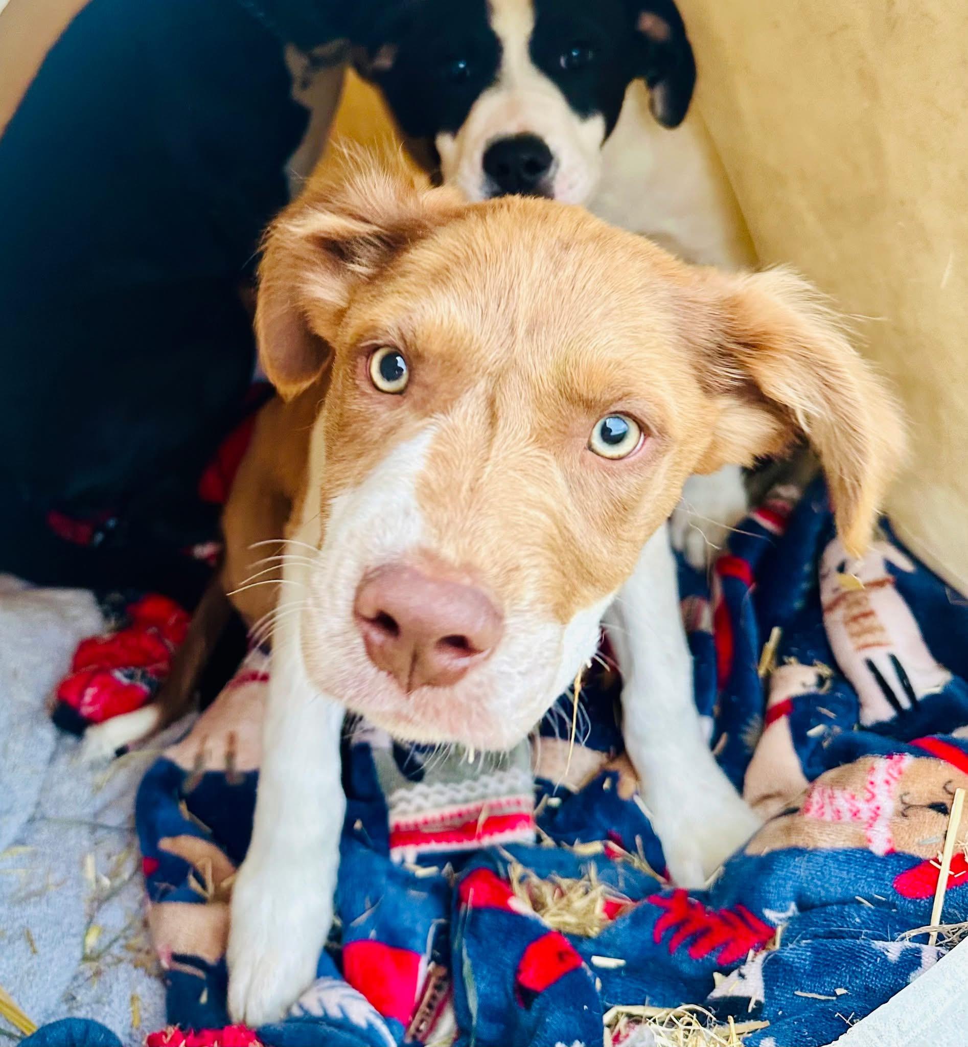 Montana Dog Adoptions: View Dogs for Adoption in Montana