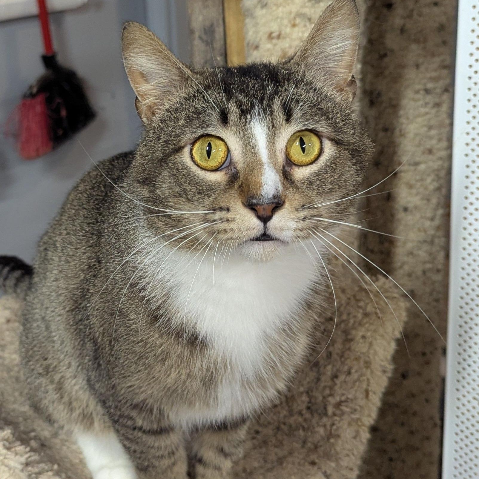 Cat for adoption - Archer, a Domestic Short Hair in Fort Ripley, MN ...