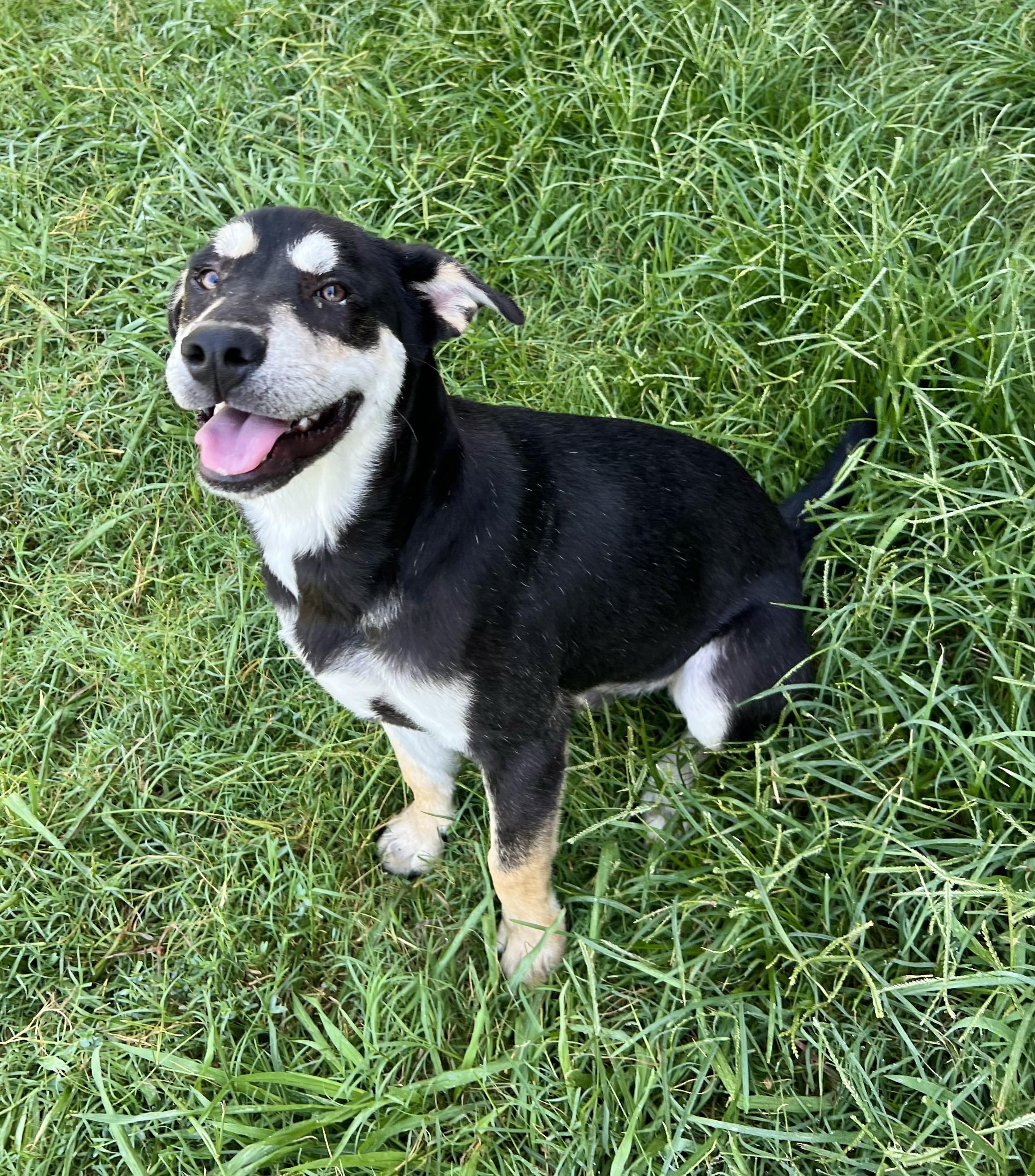 Dog for adoption - Mork, a Husky & Black and Tan Coonhound Mix in ...