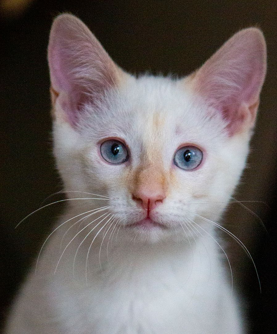 Cat for adoption - Ghost (& Puff & Rena), a Siamese in Chicago, IL ...