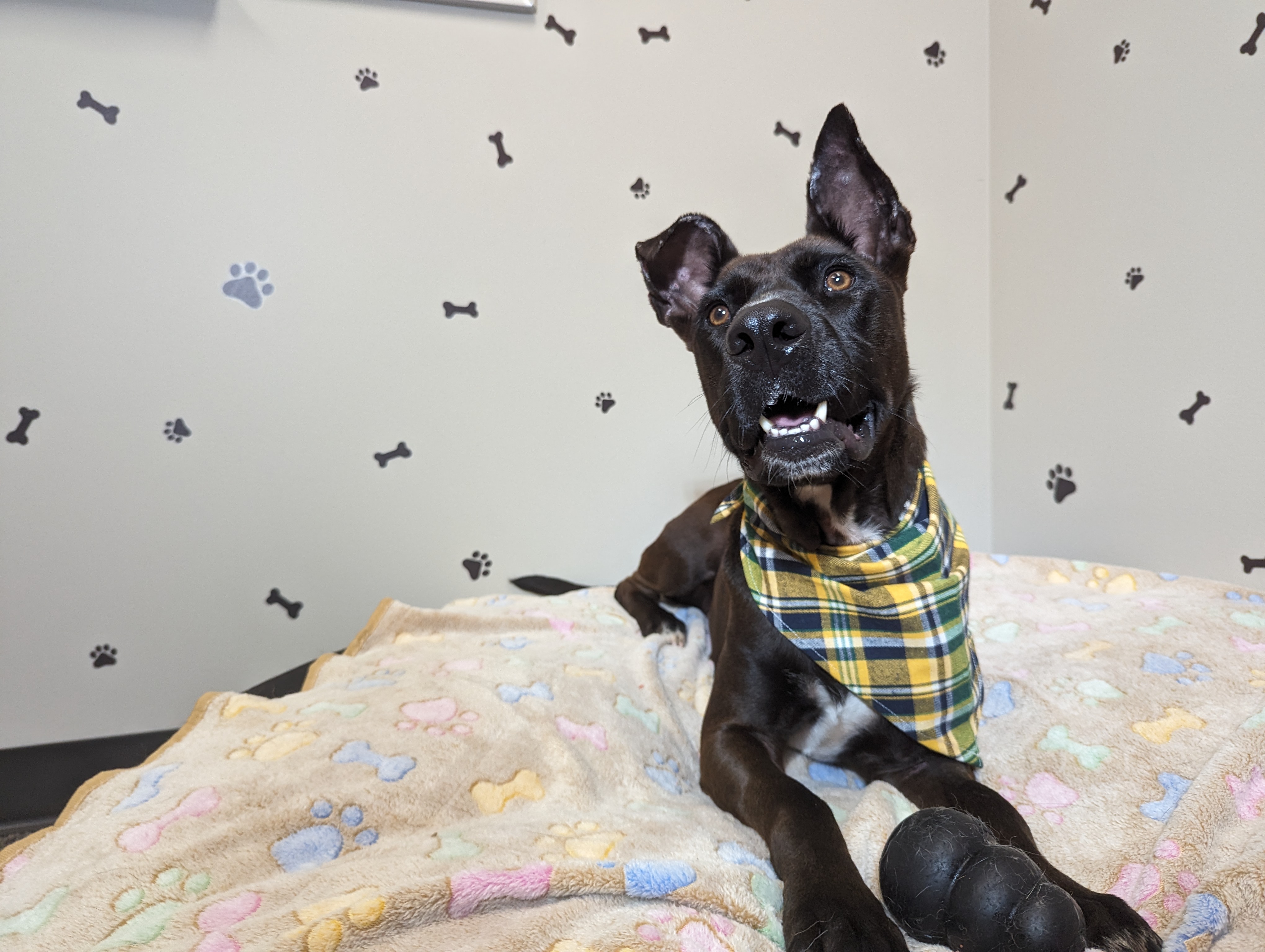 Dog for adoption - Mouse, a Black Labrador Retriever in Nashville, TN ...