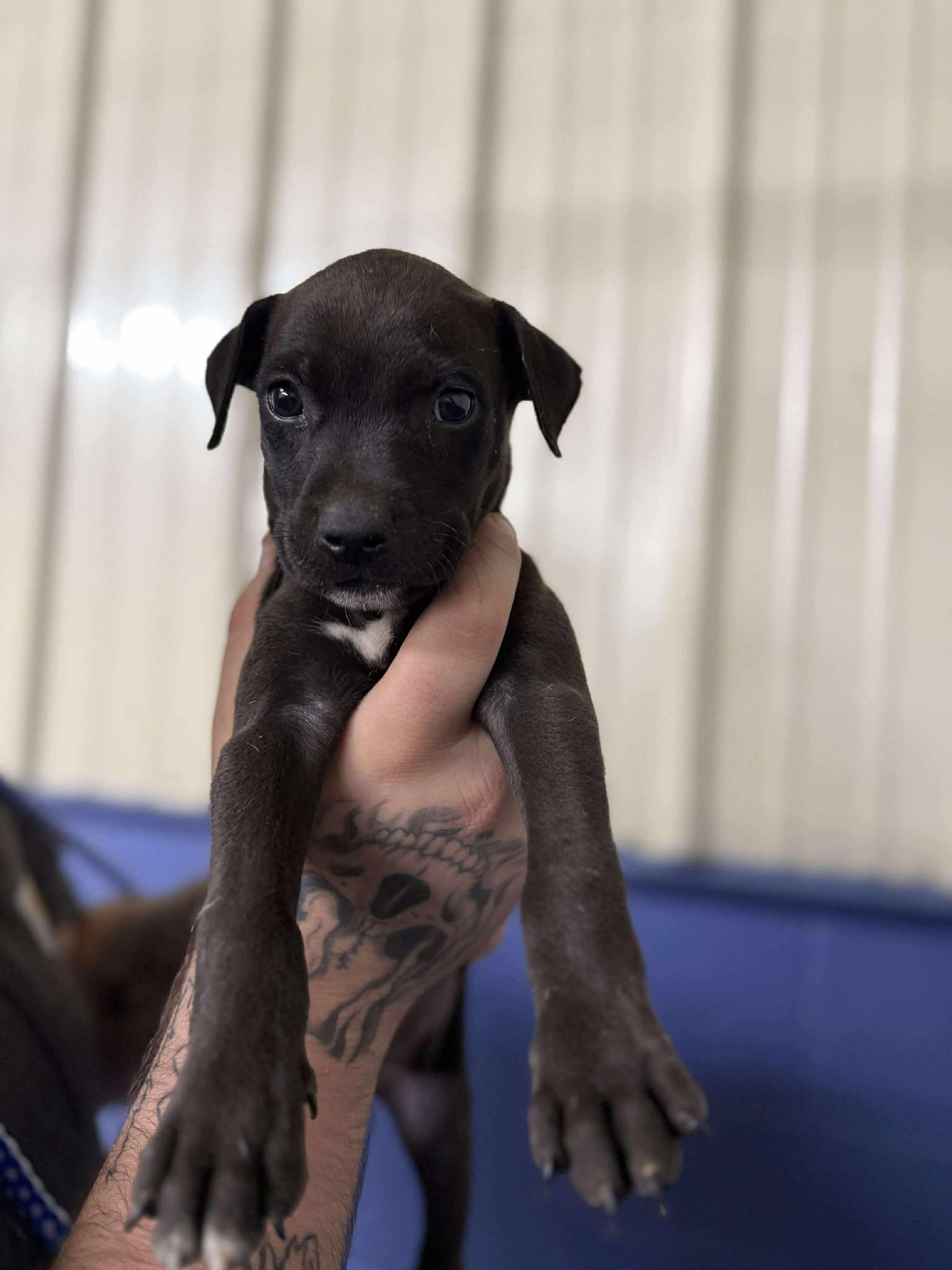 Dog for adoption - Chilla Vanilla, a Mixed Breed in Leitchfield, KY ...