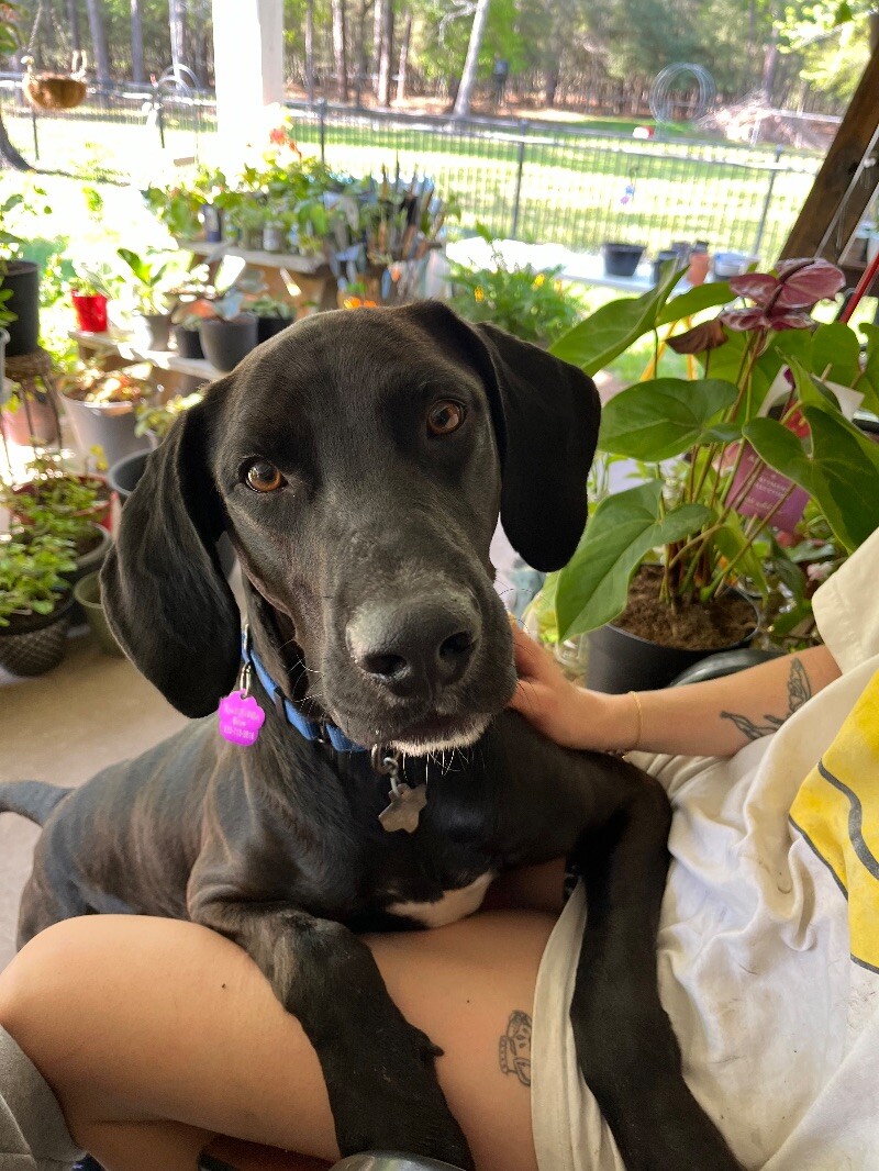 Dog for adoption - Kevin Happy Lover Boy, a Great Dane & Black and Tan ...