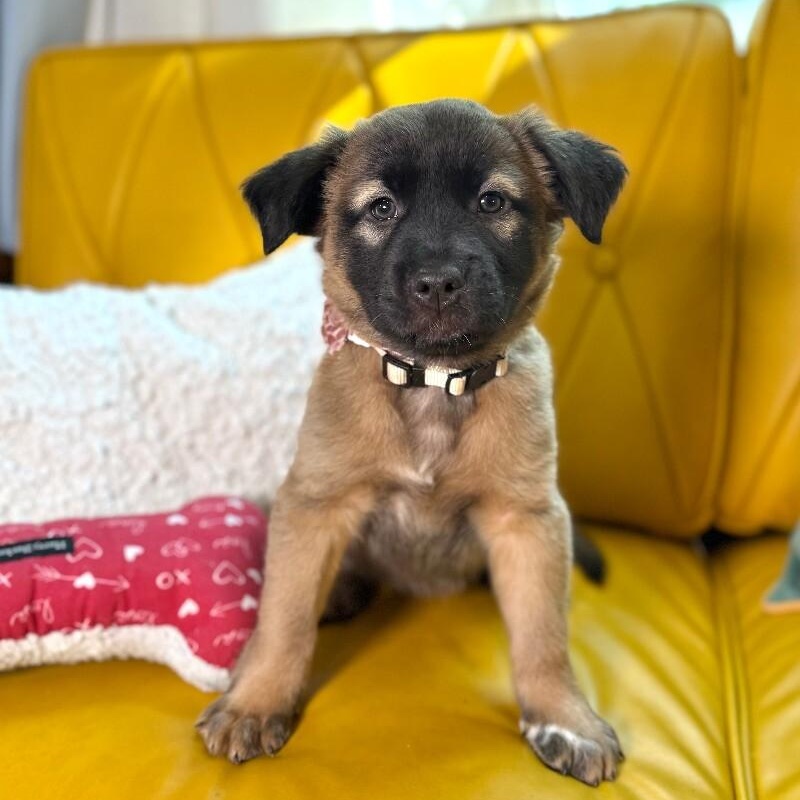 Dog for adoption - Trinity River, a German Shepherd Dog & Dutch ...