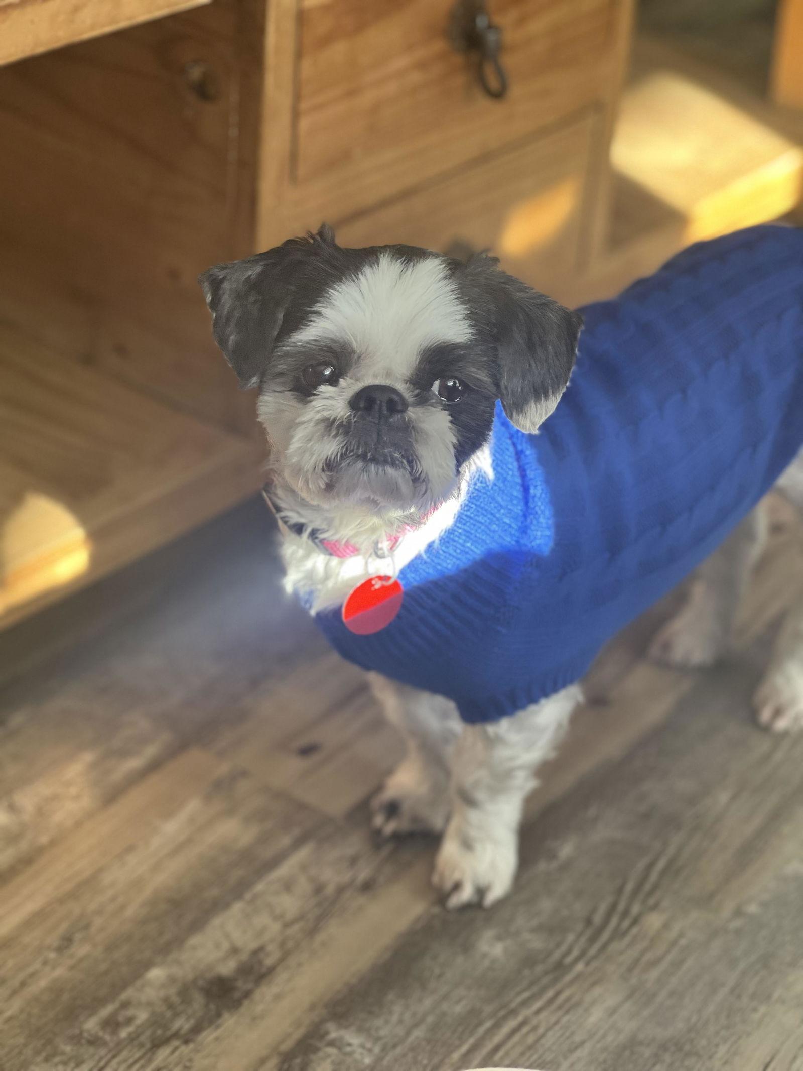 Panda - Adoptable Pet | Petfinder | Petfinder