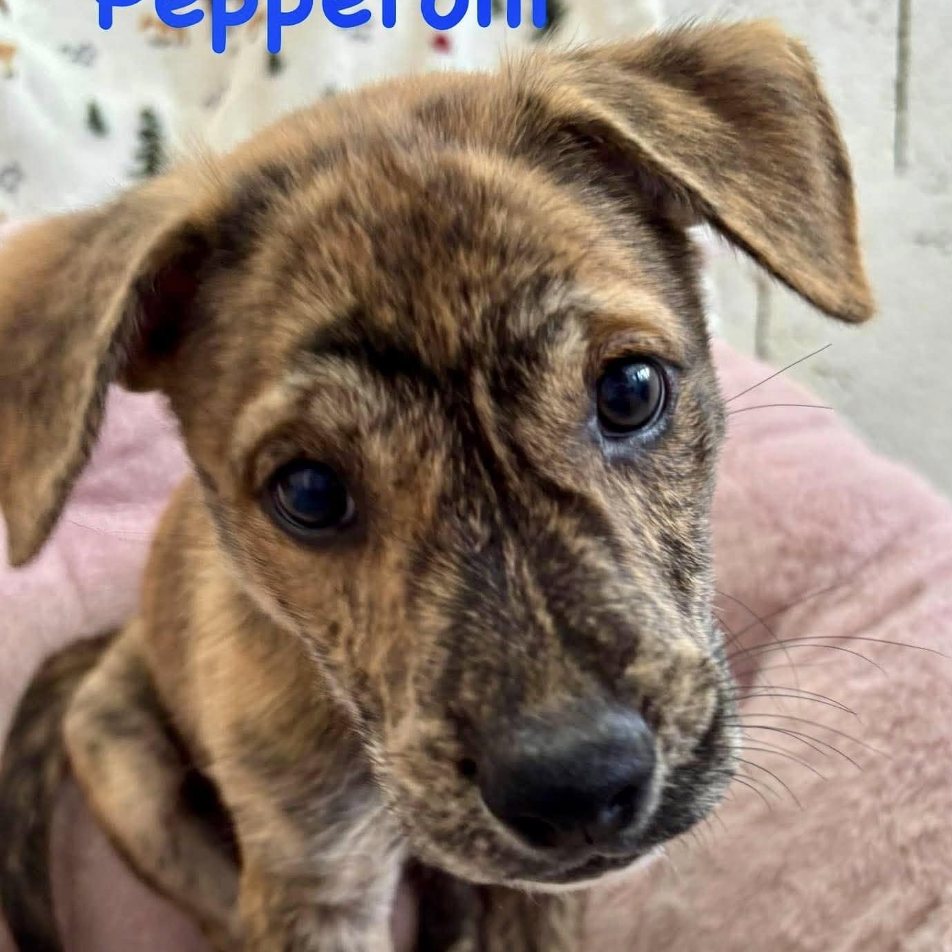 Dog for adoption - Pepperoni, a Labrador Retriever & Terrier Mix in ...