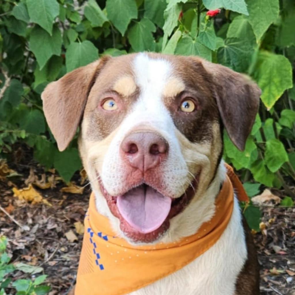 Dog for adoption - Calvin JuM, a Beagle Mix in Renton, WA | Petfinder