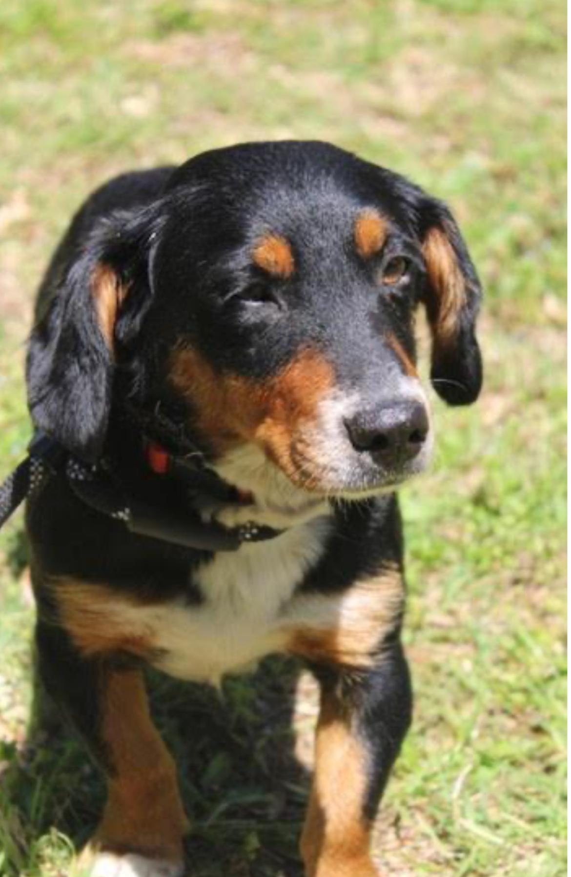 Dog for adoption - Shortcake/Julia, a Hound & Dachshund Mix in Columbia ...