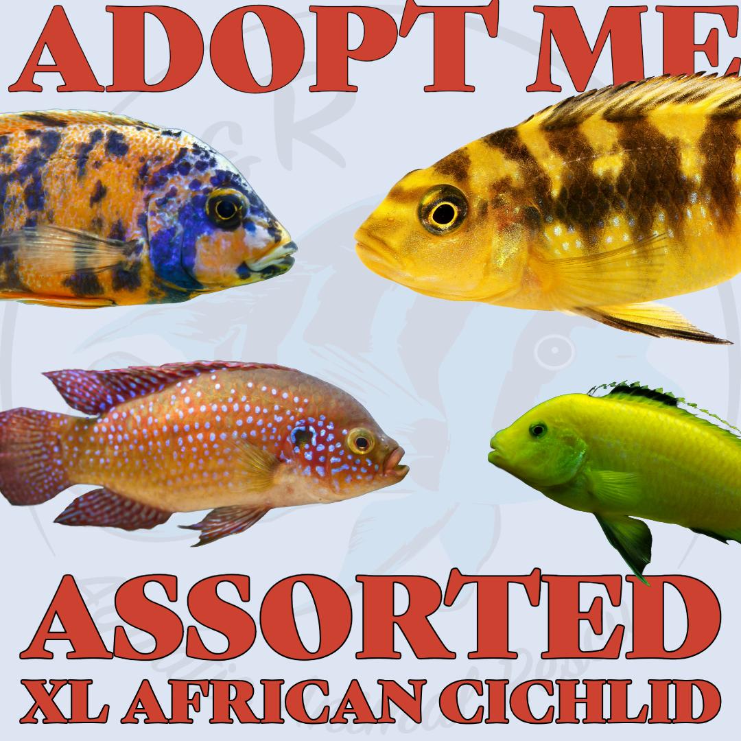 Fish for adoption - Assorted XL African Cichlids, a Freshwater Fish in ...