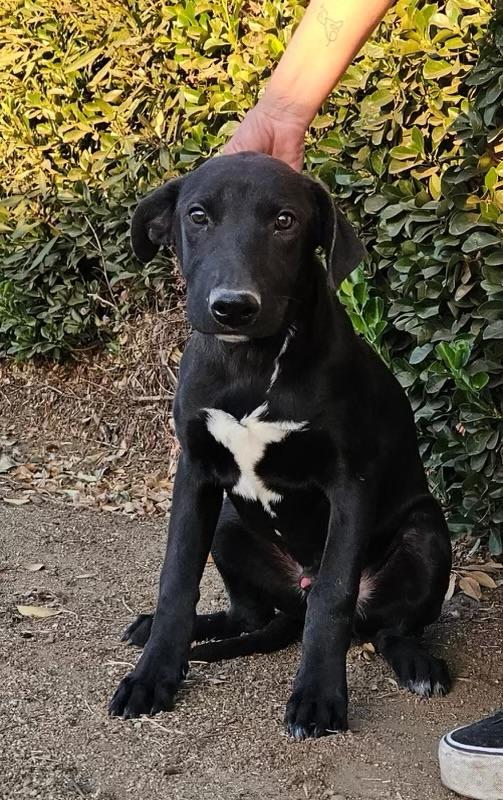 Dog for adoption - CODY, a Black Labrador Retriever in Seattle , WA ...