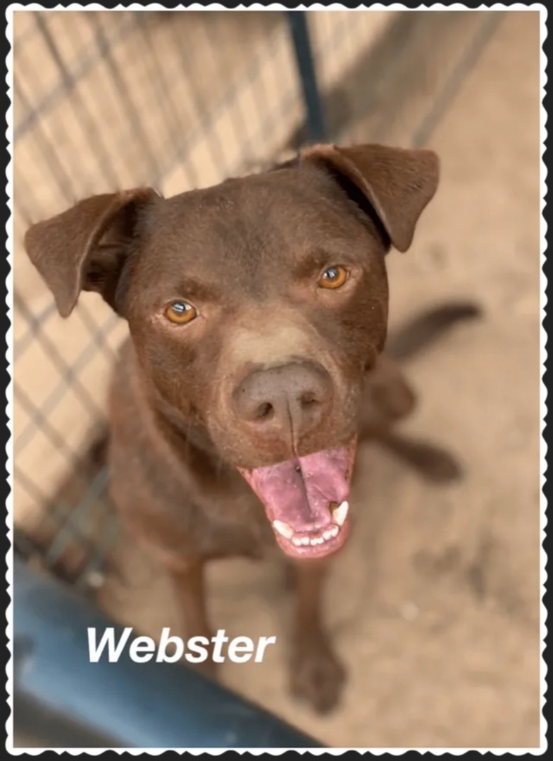 Dog for adoption - Webster, a Pit Bull Terrier Mix in Bedminster , NJ ...