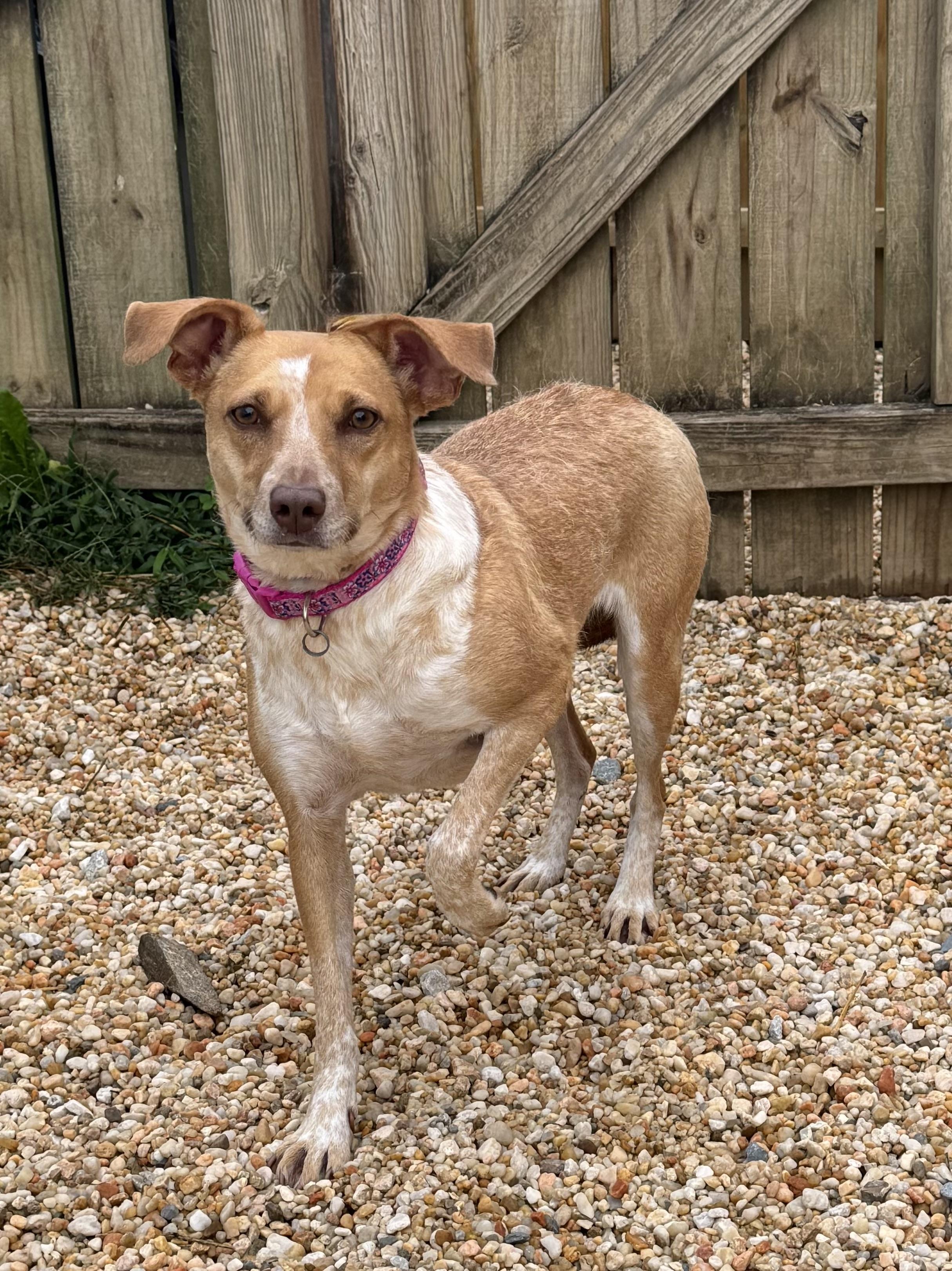 Dog for adoption - Coconut, a Beagle Mix in Ellicott City, MD | Petfinder