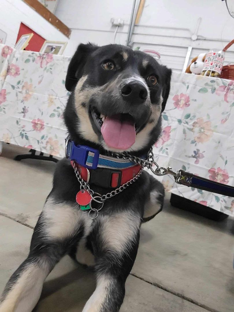 Dog for adoption - Ava, a Husky Mix in Tipp City, OH | Petfinder