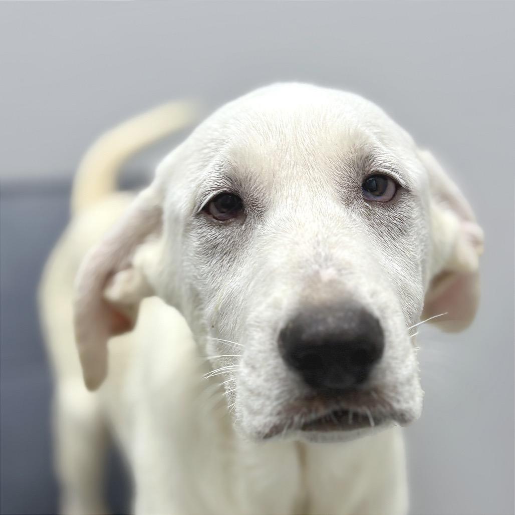 Dog for adoption - Bob, a Labrador Retriever Mix in Monticello, IA ...