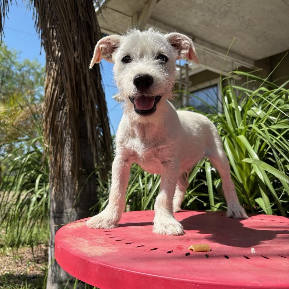 Dog for adoption - Warner, a Schnauzer Mix in Short Hills, NJ | Petfinder