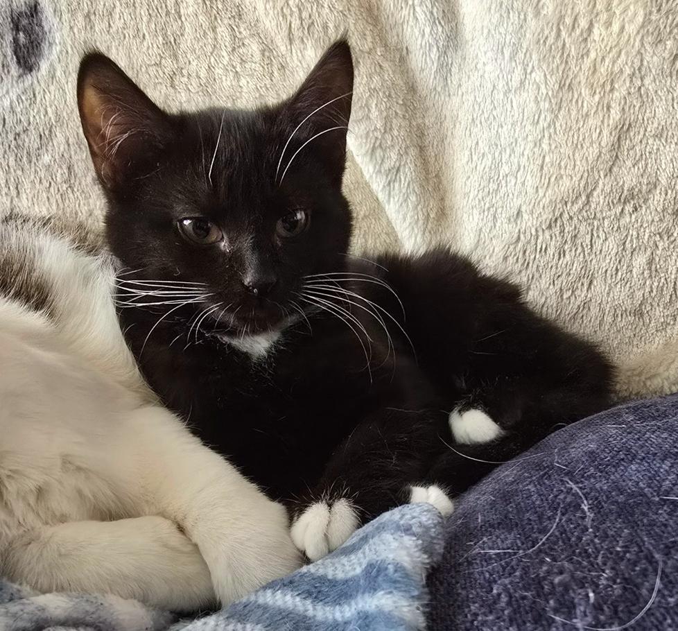 Cat for adoption - TIFFANY, a Domestic Short Hair in Spotswood, NJ ...