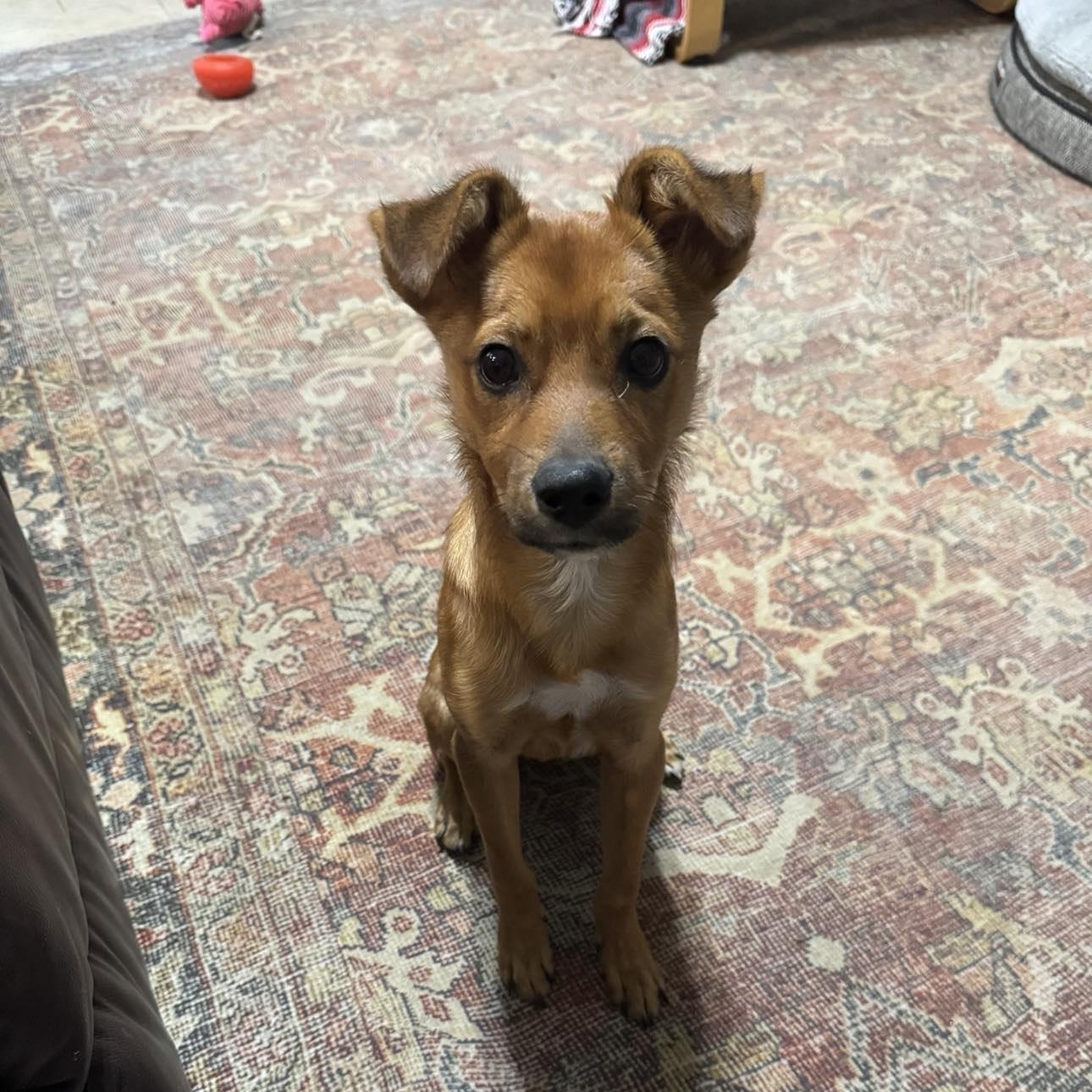 Dog for adoption - Guillermo, a Papillon & Chihuahua Mix in Georgetown ...