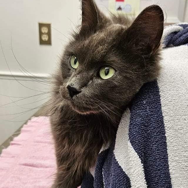 Cat for adoption - Opie, a Domestic Medium Hair in Hamilton, ON | Petfinder