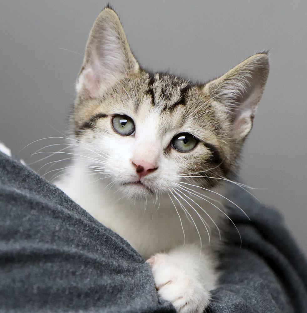 Cat for adoption - Elijah (AO32911), a Manx & Tabby Mix in Kansas City ...