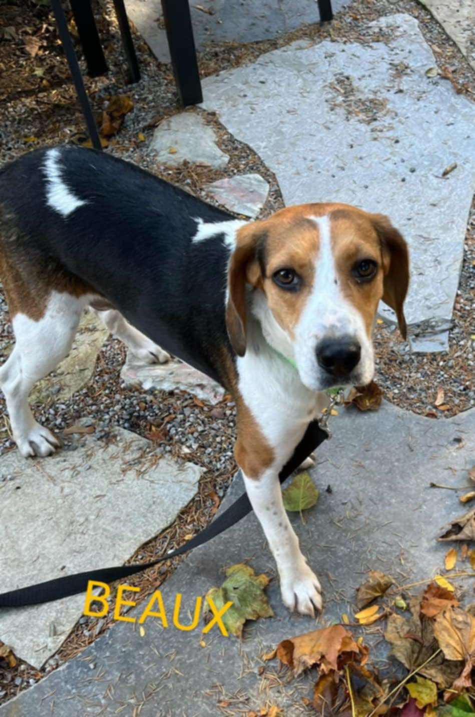 Dog for adoption - Beaux (20240908-02), a Beagle Mix in Sarnia, ON ...
