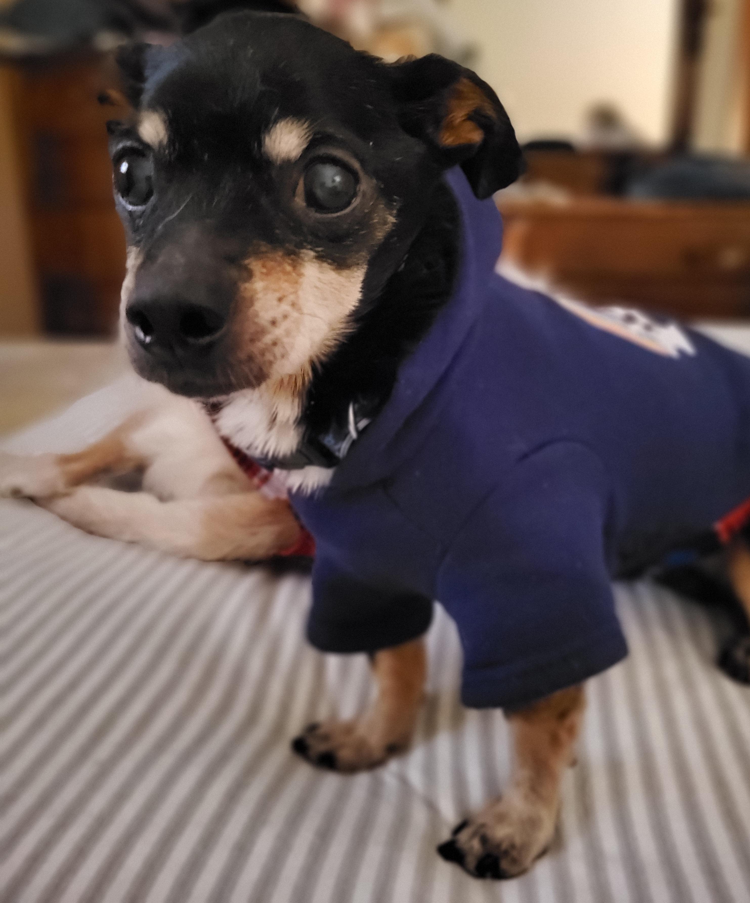 Goose - Adoptable Pet | Petfinder | Petfinder