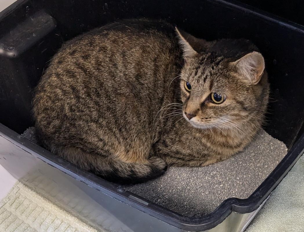 Cat for adoption - Bob, a Domestic Short Hair in Floyd, VA | Petfinder