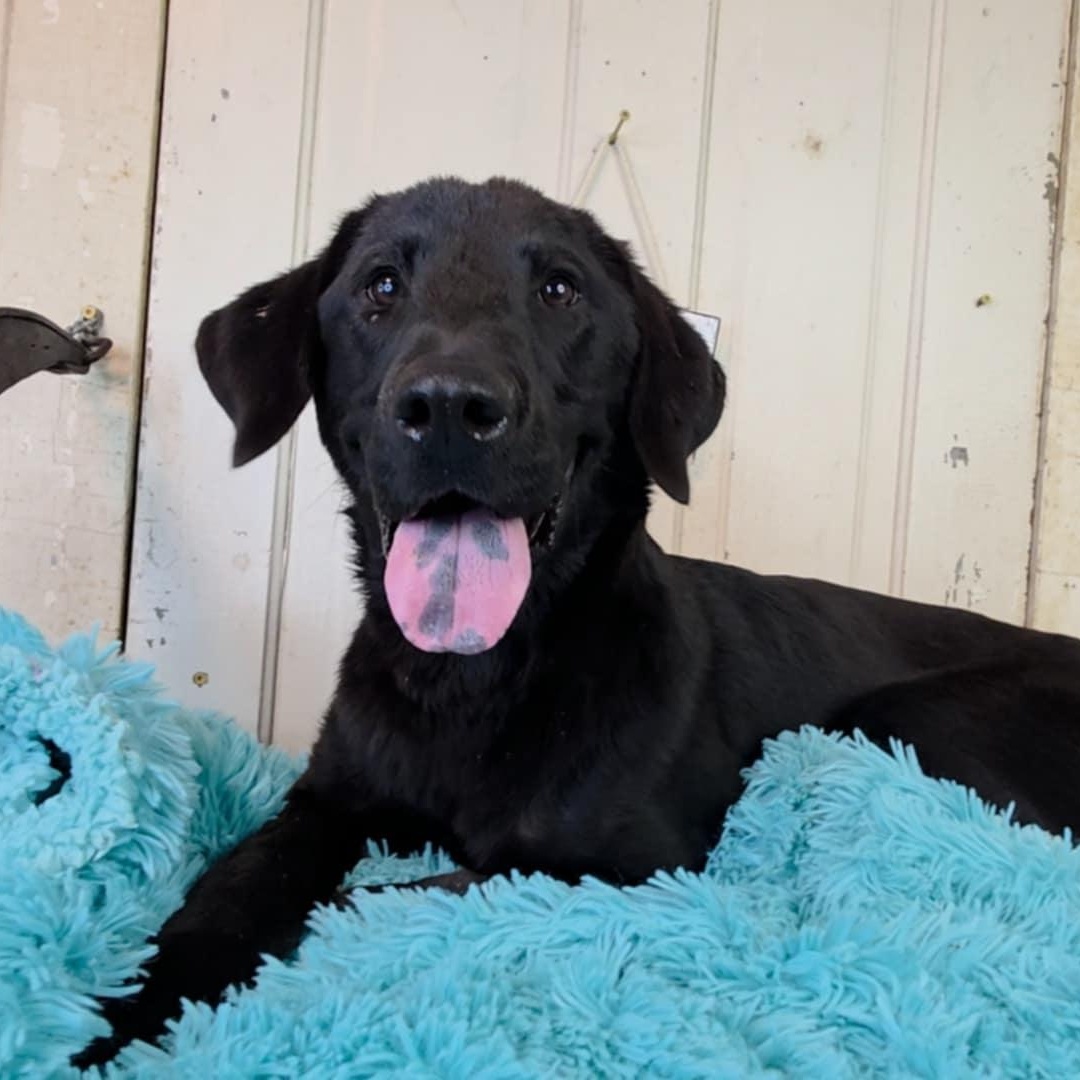 Dog for adoption - Ranger, a Black Labrador Retriever in Bloomington ...
