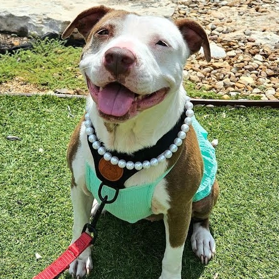 Dog for adoption - Lucy, a Pit Bull Terrier Mix in Ann Arbor , MI ...