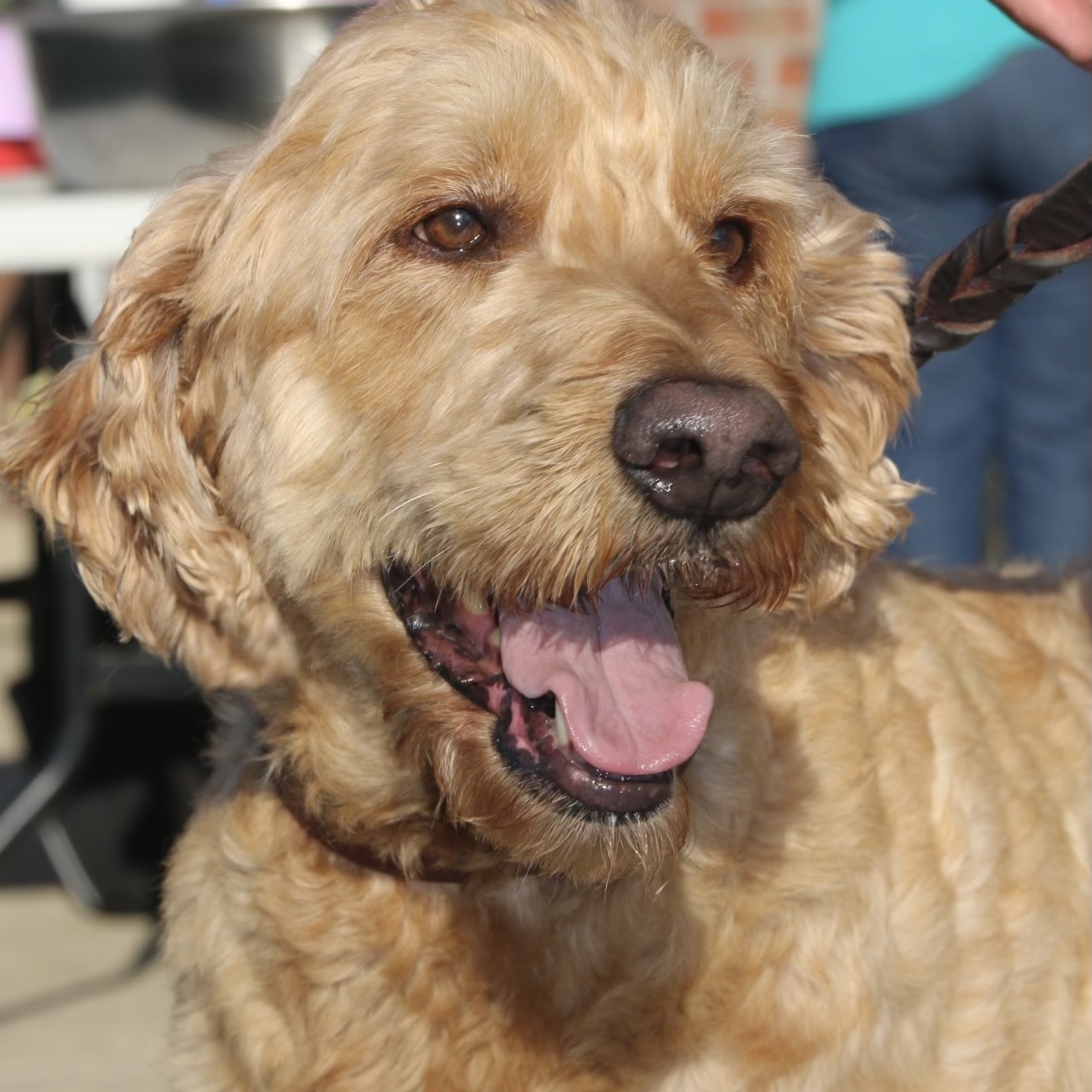 ADOPT - Double Dog Rescue