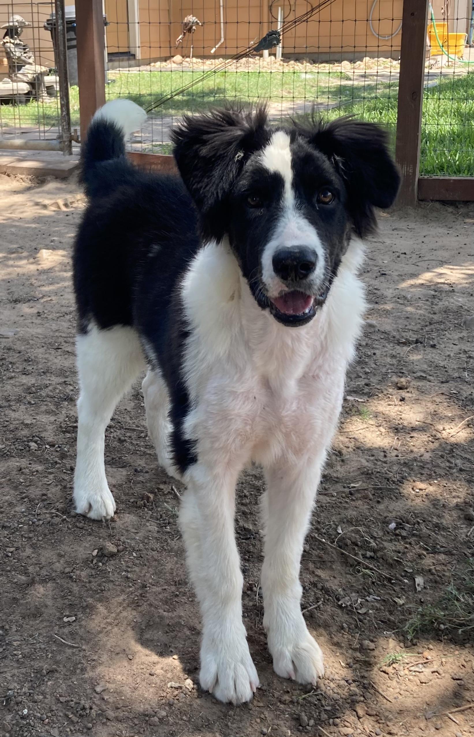 Dog for adoption - Remi, a Border Collie Mix in Durham, NC | Petfinder