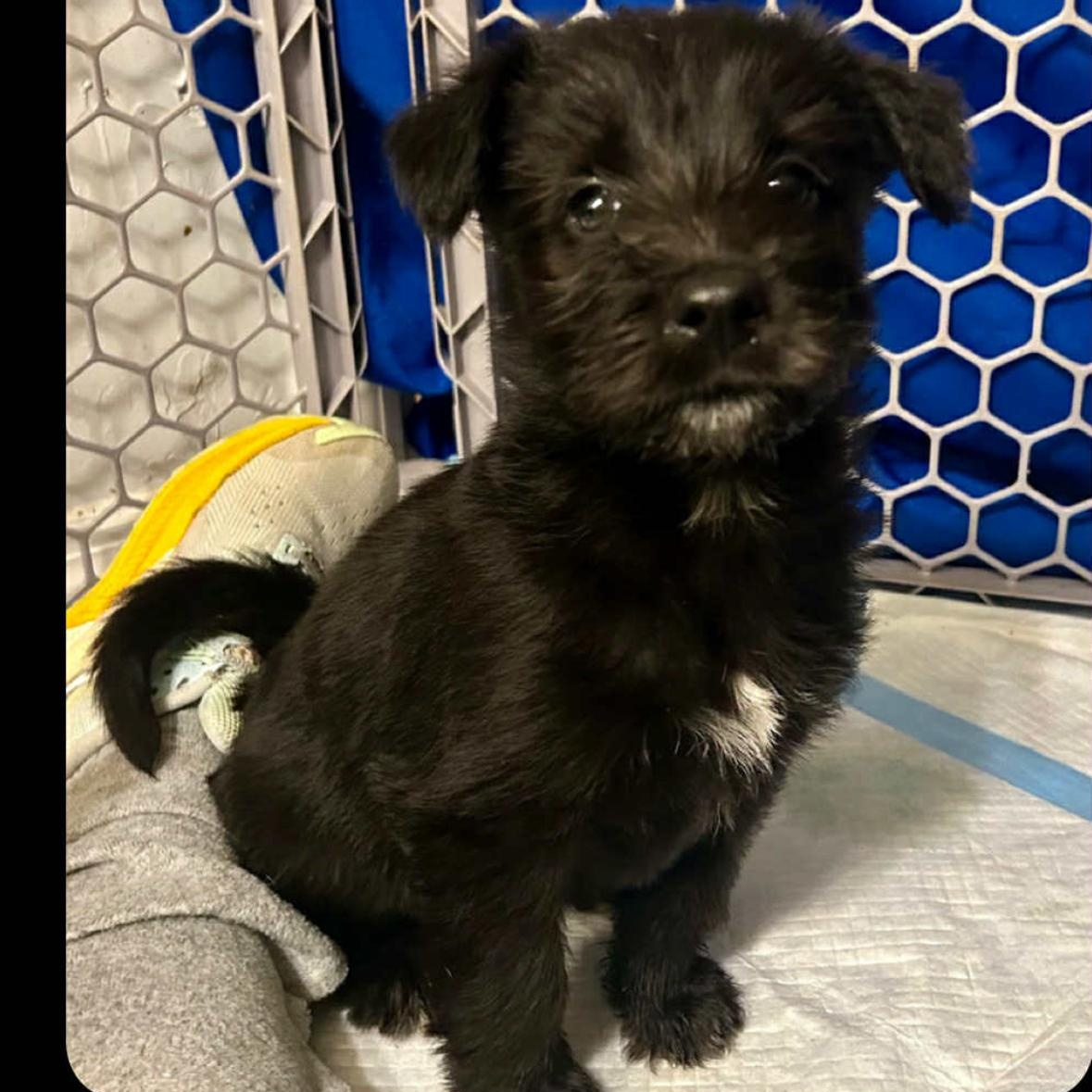Dog for adoption - Scruffy, a Labrador Retriever & Schnauzer Mix in ...